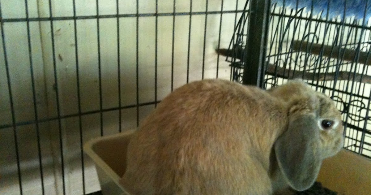 Rabbit Rescue Sanctuary: 4 Sydney homeless rabbits made it to the ...